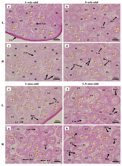 Veterinary Sciences | Free Full-Text | Morpho-Histology and Morphometry ...