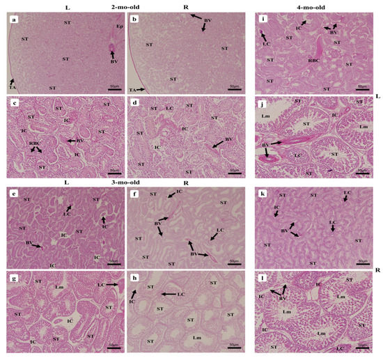 Veterinary Sciences | Free Full-Text | Morpho-Histology and Morphometry ...