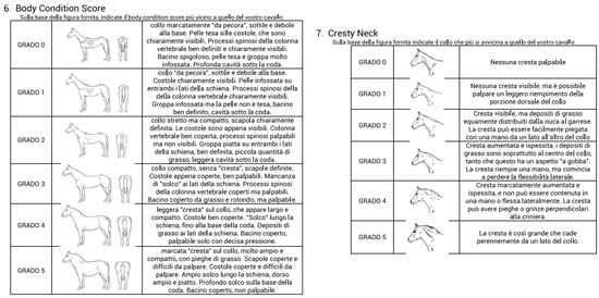 Are Horse Owners Able to Estimate Their Animals’ Body Condition Score and Cresty Neck Score?