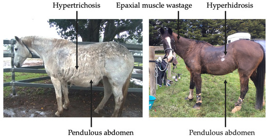 Pituitary Pars Intermedia Dysfunction (PPID) in Horses