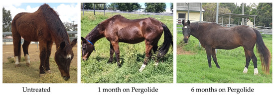 Pituitary Pars Intermedia Dysfunction (PPID) in Horses