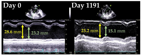 A Case of a Small-Breed Dog with Diet-Related Dilated Cardiomyopathy ...