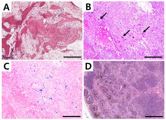 Humeral Aneurysmal Bone Cyst in a Cat with Sequential Computed ...