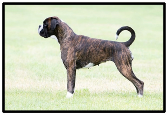 Immune and Genomic Analysis of Boxer Dog Breed and Its Relationship ...