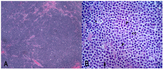 Diffuse Large B-Cell Lymphoma (DLBCL) in an Aged Raccoon (Procyon lotor)