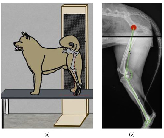 Determination of the Stifle Angle at Standing Position in Dogs