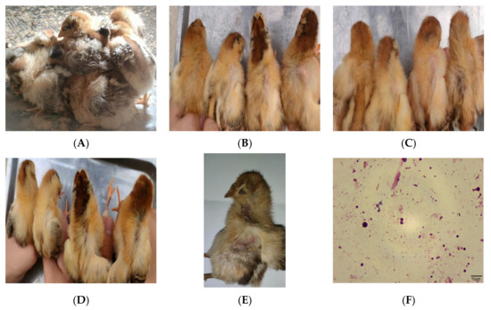 Rothia nasimurium as a Cause of Disease: First Isolation from Farmed ...