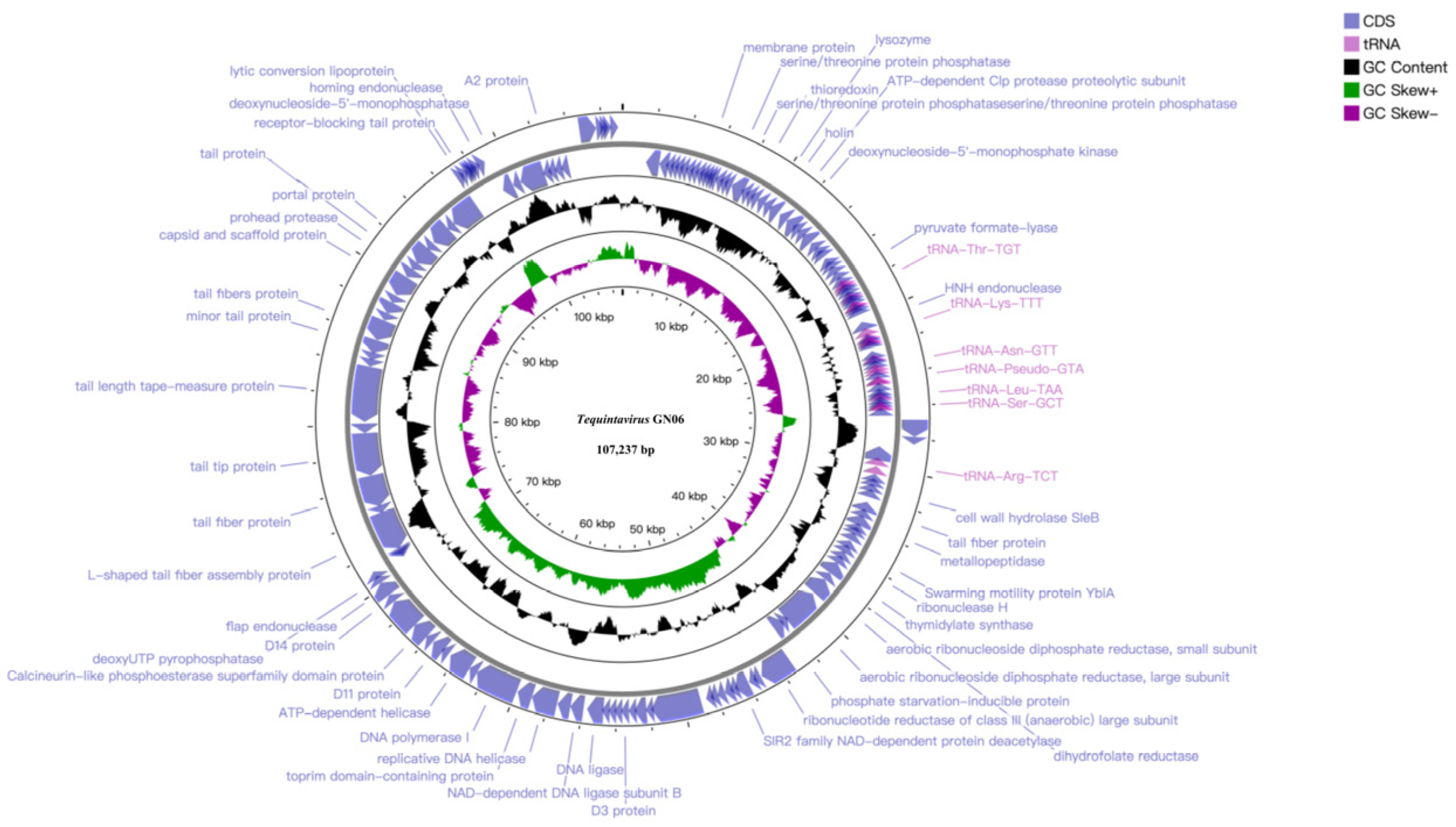 Isolation, Characterization and Whole Genome Analysis of an Avian Pathogenic Escherichia coli ...