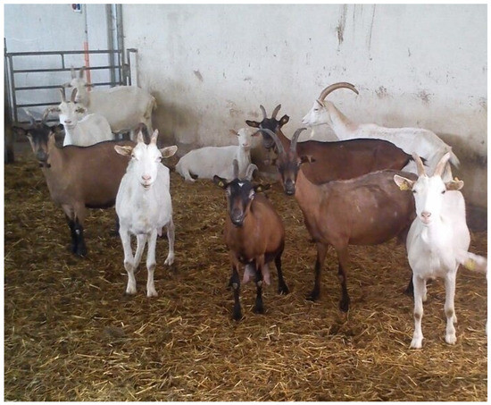 Concurrent Chorioptic Mange and Dermatophytosis in Dairy Goats: A Case ...