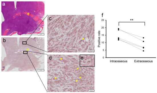 Prognostic Factors for the Efficiency of Radiation Therapy in Dogs with ...