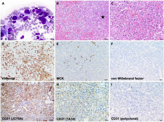 Hemorrhage and Sudden Death in a Cat with Pancreatic Hemangiosarcoma