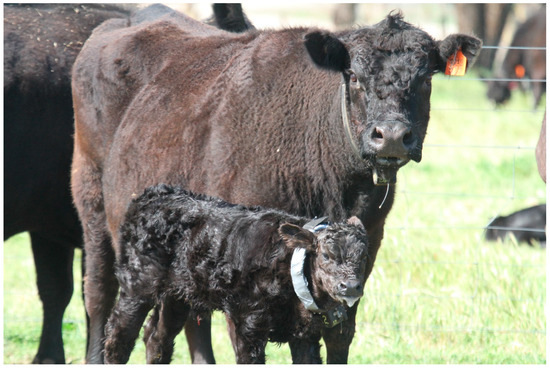 Maternal Behavior in Beef Cattle: The Physiology, Assessment and Future ...