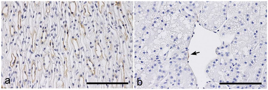 Lectin Histochemistry of the Normal Feline Kidney