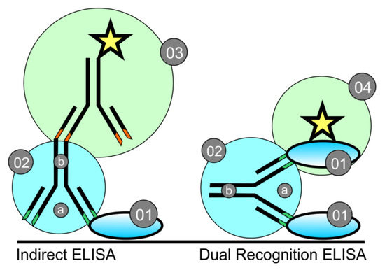 Human ELISA Detects anti-SARS-CoV-2 Antibodies in Cats: Seroprevalence ...