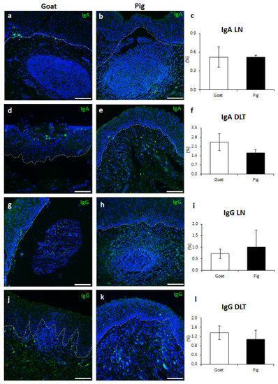 Morphological Characteristics of Genital Organ-Associated Lymphoid ...