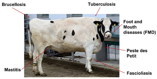 MicroRNAs in Ruminants and Their Potential Role in Nutrition and Physiology