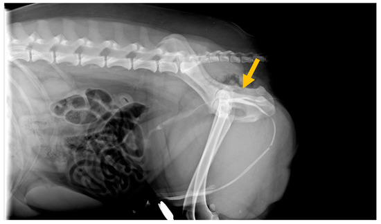 Cystoscopic Guided Laser Cauterization in a Dog with Complete Y-Type ...