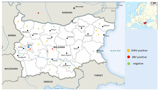 Molecular Detection and Phylogenetic Analysis of Deformed Wing Virus ...