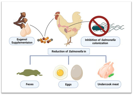 Application of Eugenol in Poultry to Control Salmonella Colonization ...