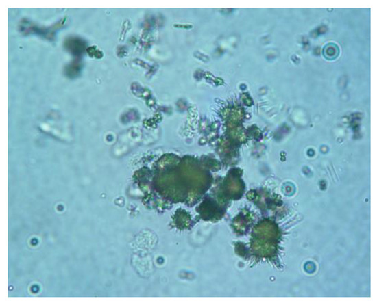 Congenital Portosystemic Shunts in Dogs and Cats: Classification ...
