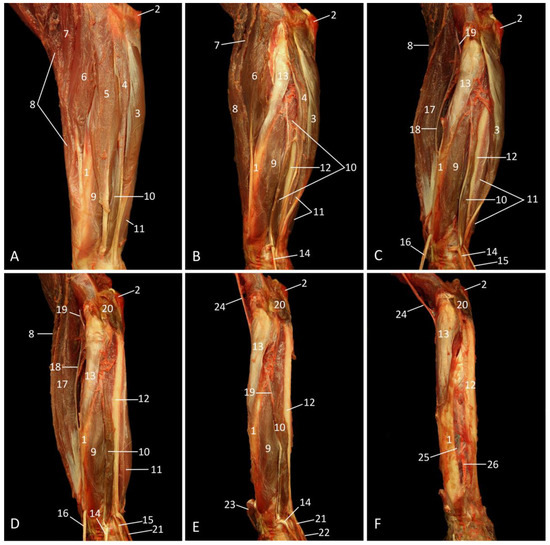 Topographical Anatomy of the Rhesus Monkey (Macaca mulatta)—Part I ...