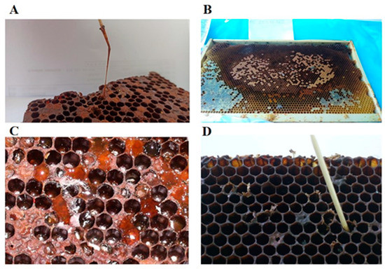 American Foulbrood—Old and Always New Challenge