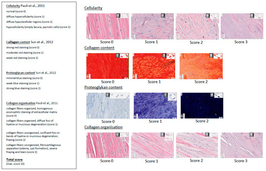 Histological Findings and T2 Relaxation Time in Canine Menisci of ...
