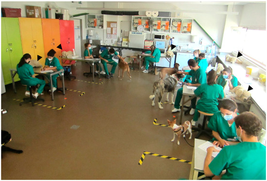 Veterinary Sciences | Free Full-Text | The Use of Simulation Models and ...