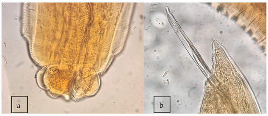 Identification of Contracaecum rudolphii (Nematoda: Anisakidae) in ...