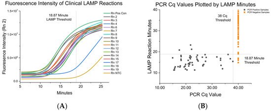 RT-LAMP as Diagnostic Tool for Influenza—A Virus Detection in Swine