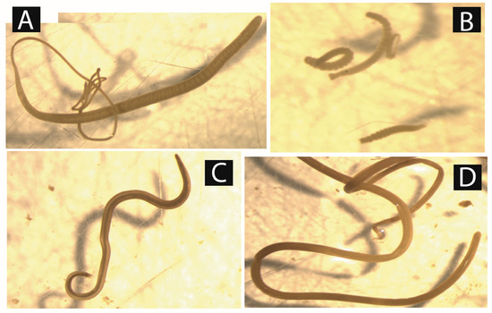 Gastrointestinal Polyparasitism in Bushmeat in Zadie Department in ...