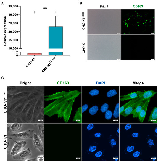 Assessment of the Macrophage Scavenger Receptor CD163 in Mediating ...