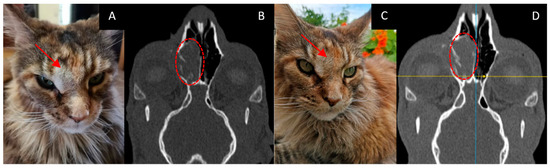 Gadolinium Neutron Capture Therapy for Cats and Dogs with Spontaneous ...