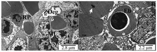 Histopathological Analysis of Selected Organs of Rats with Congenital ...