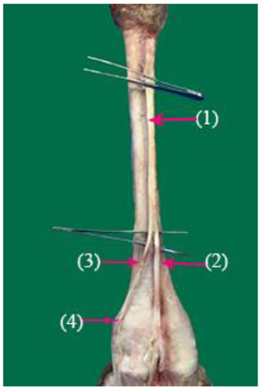Anatomical Study of the Nerve Supply of the Dromedary Camel (Camelus ...