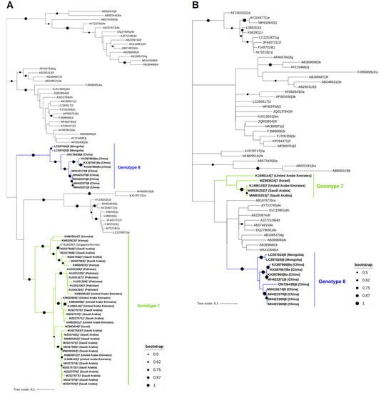 A Systematic Review of Hepatitis E Virus Detection in Camels