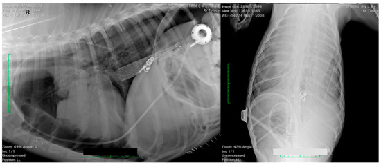 Thoracoscopic Assisted PleuralPortTM Application in Seven Dogs Affected ...
