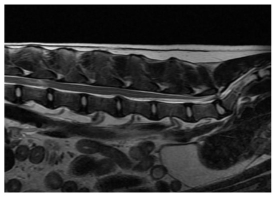 Comparison of Imaging Methods and Population Pattern in Dogs with ...