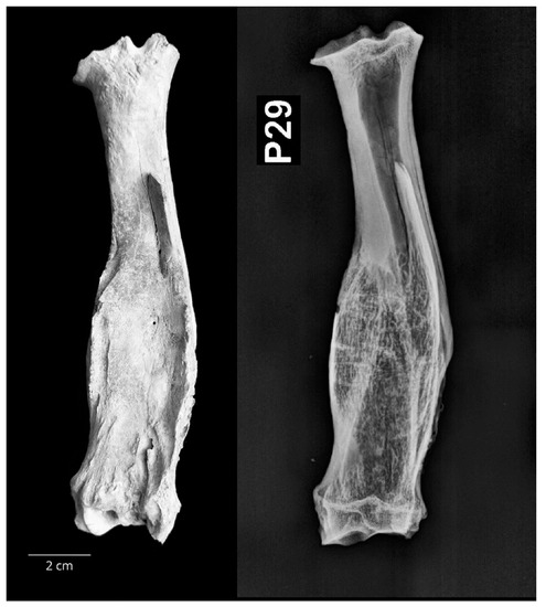 Paleopathological Changes in Animal Bones from Croatian Archaeological ...