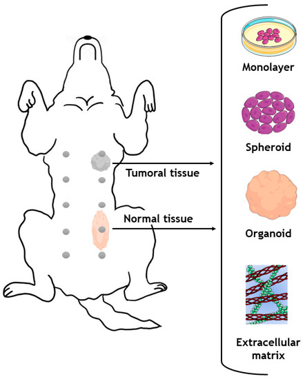 Mammary Glands of Women, Female Dogs and Female Rats: Similarities and ...