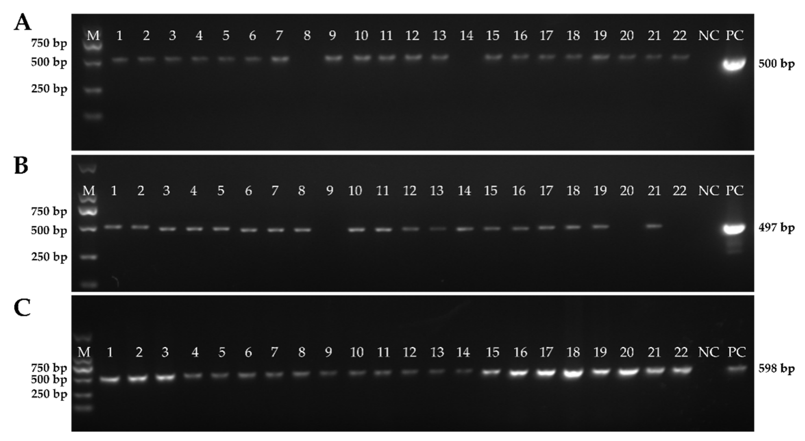 Development of a Multiplex Quantitative PCR for Detecting Porcine ...