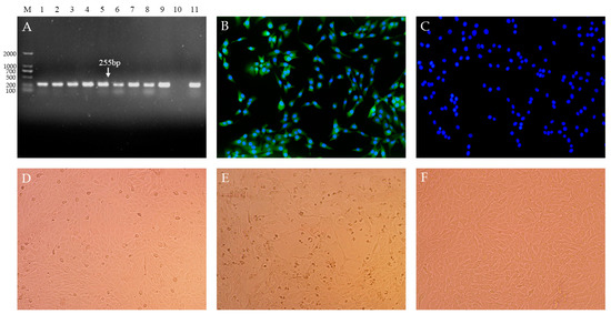 Molecular Characteristics of Bovine Viral Diarrhea Virus Strains ...