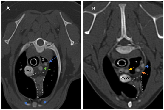 Computed Tomographic Features of Thymus in Dogs: Correlation with Age ...