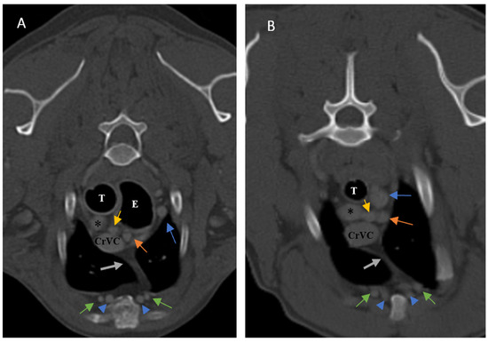 Computed Tomographic Features of Thymus in Dogs: Correlation with Age ...