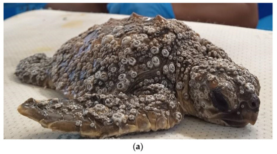 Veterinary Sciences | Free Full-Text | Balaenophilus manatorum in ...