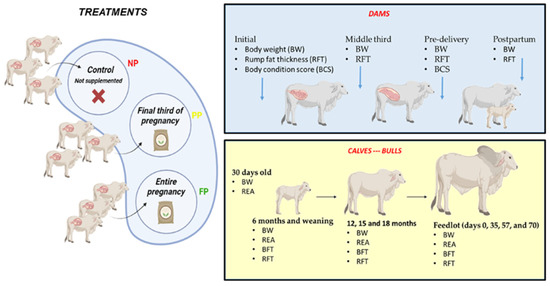 Evaluation of Maternal Nutrition Effects in the Lifelong Performance of ...