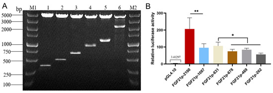 Analysis of Functional Promoter of Camel FGF21 Gene and Identification ...