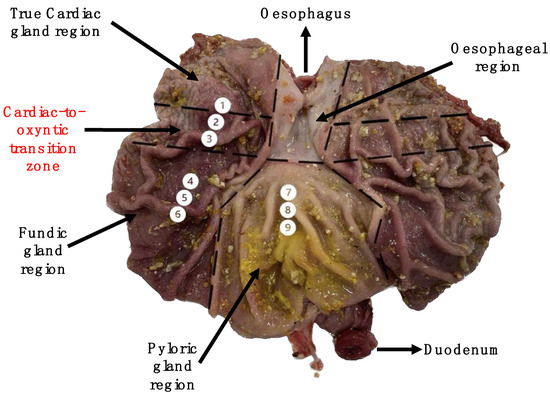 Veterinary Sciences | Free Full-Text | Exploring the Differential ...