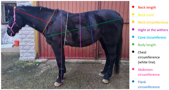 Morphometric Measurements and Muscle Atrophy Scoring as a Tool to ...