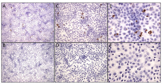Genetic and In Vitro Characteristics of a Porcine Circovirus Type 3 ...